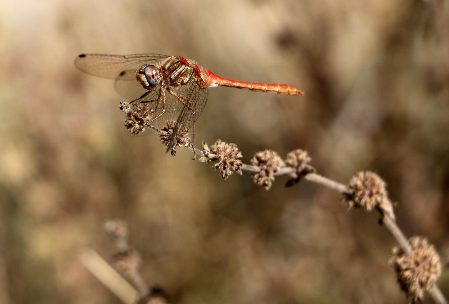 Pam Mayer's photos and art